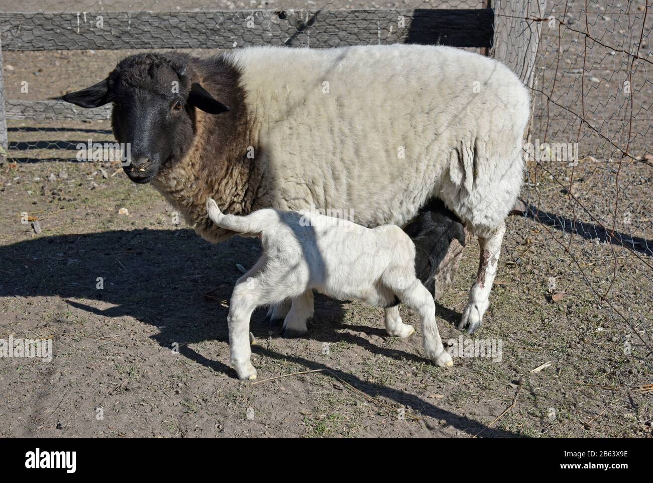 dorper sheep lamb feeding off it's mother Stock Photo - Alamy