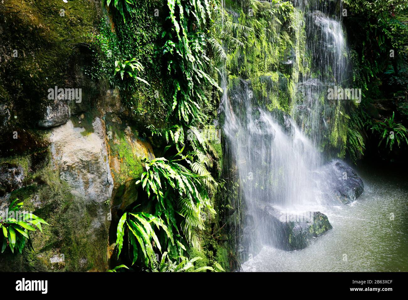 waterfall in the rainforest Stock Photo - Alamy