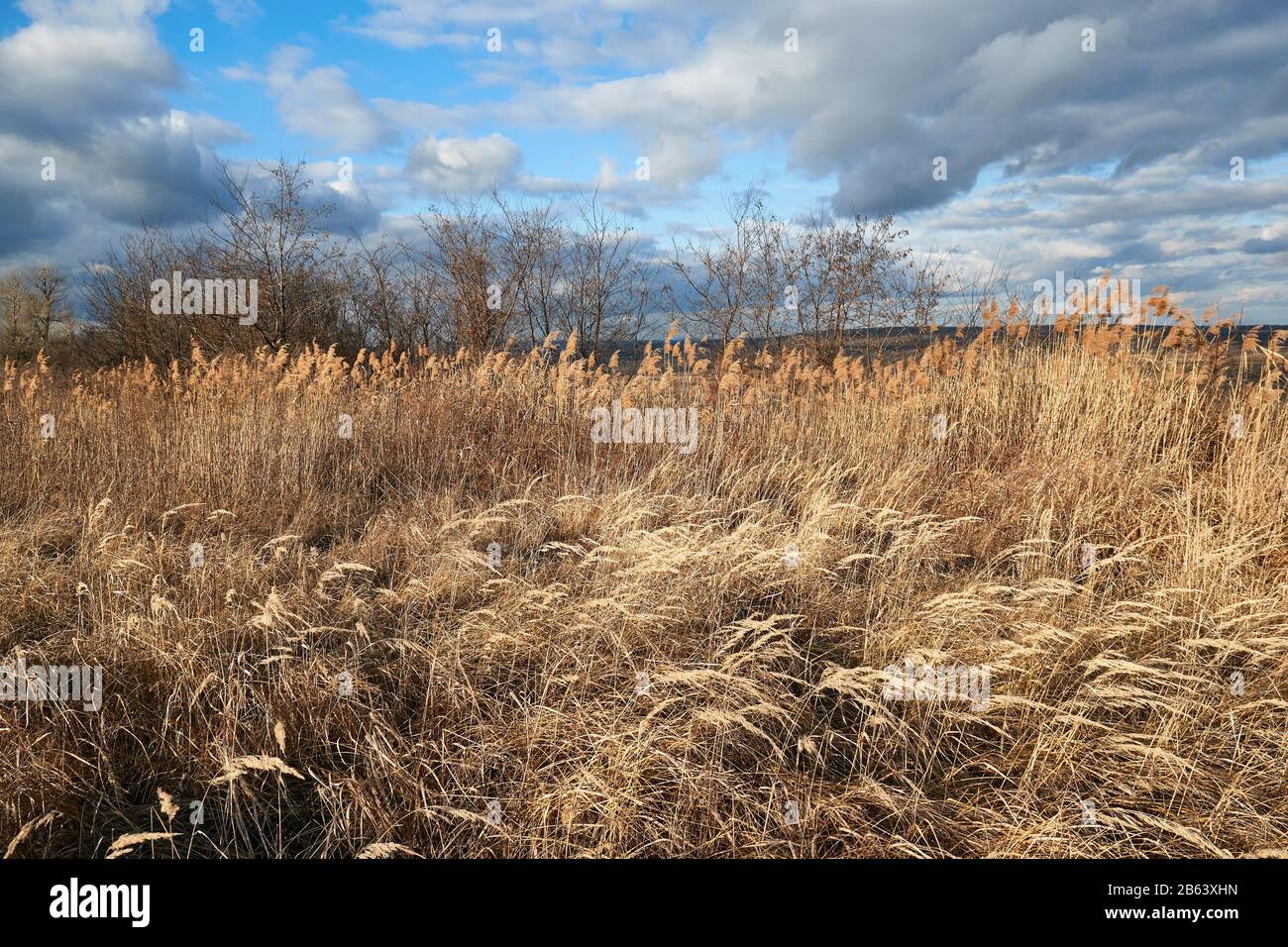 Dryed bush hi-res stock photography and images - Alamy