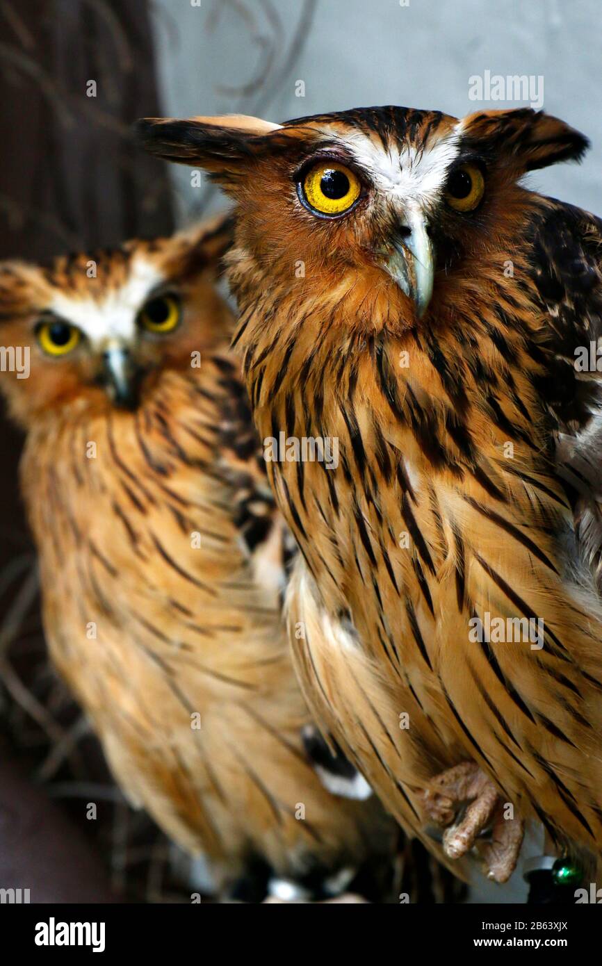Two eagle owls in a tree watching for hunting Stock Photo - Alamy
