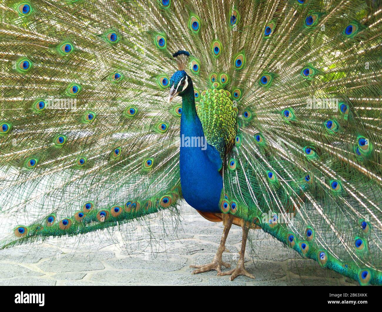 Peacock with tail in plume Stock Photo - Alamy