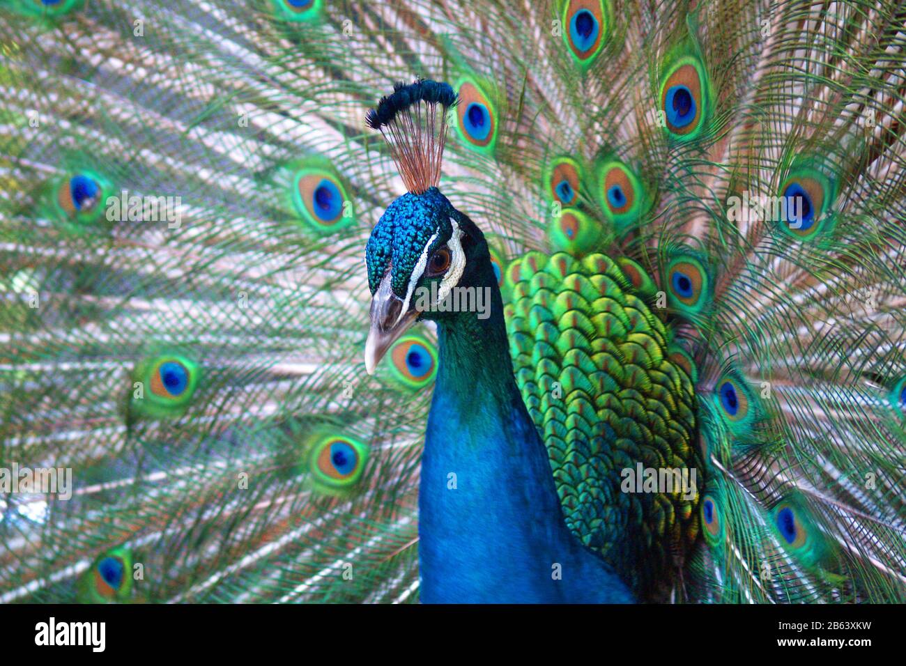 Peacock with tail in plume Stock Photo - Alamy