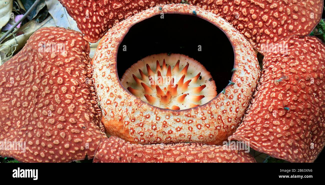 Rafflesia flower blossom in the rainforest of borneo, Malaysia Stock ...