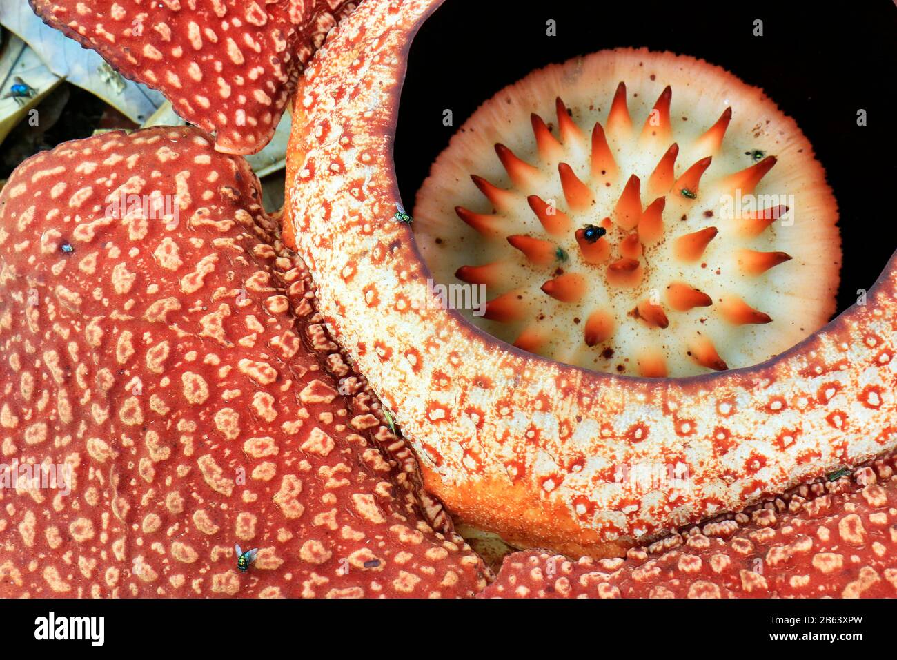 Rafflesia flower blossom in the rainforest of borneo, Malaysia Stock ...