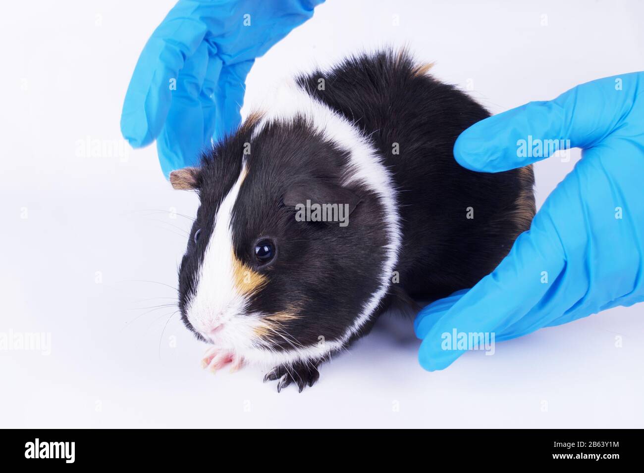 Guinea Pig Getting Picked Up By Blue Gloved Hands Looking Scared Stock ...