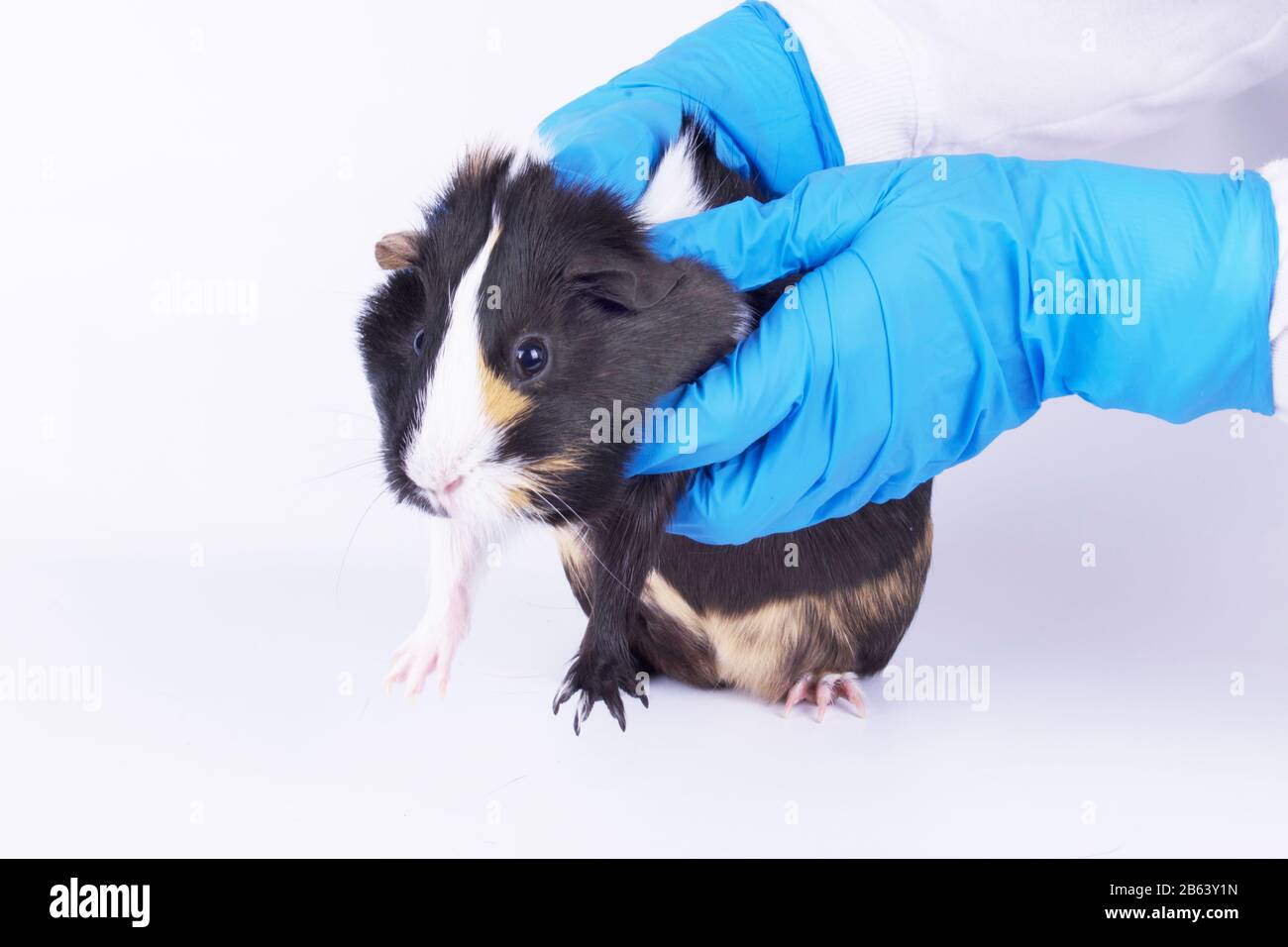 Guinea Pig Getting Picked Up By Blue Gloved Hands Looking Scared Stock ...