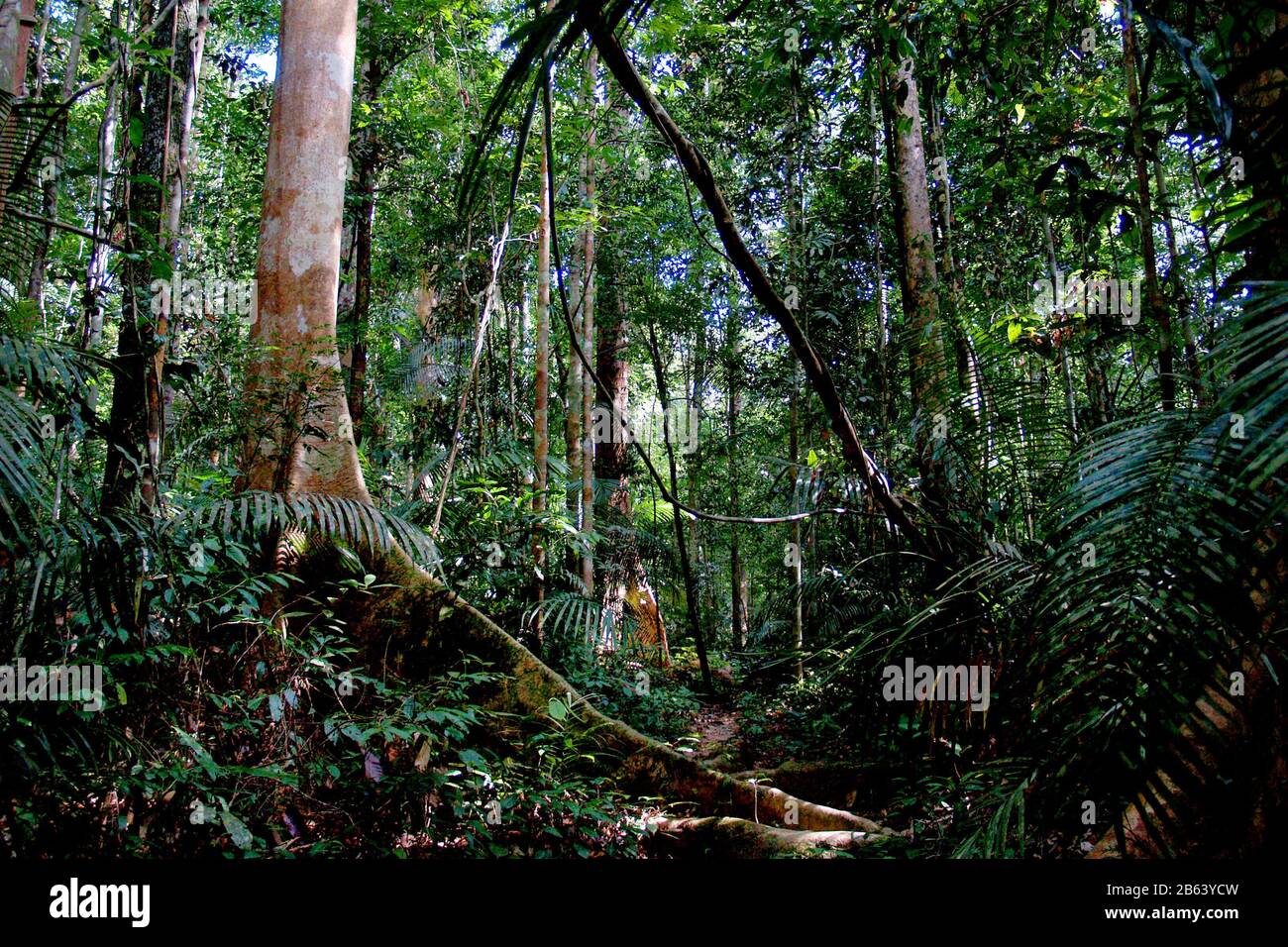 Trees in the rainforest Stock Photo - Alamy