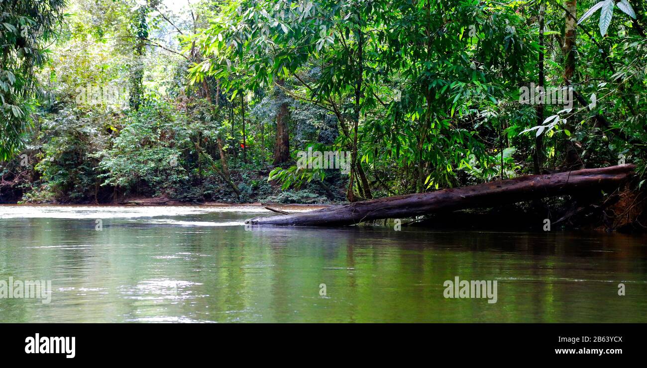 Trees in the rainforest Stock Photo - Alamy