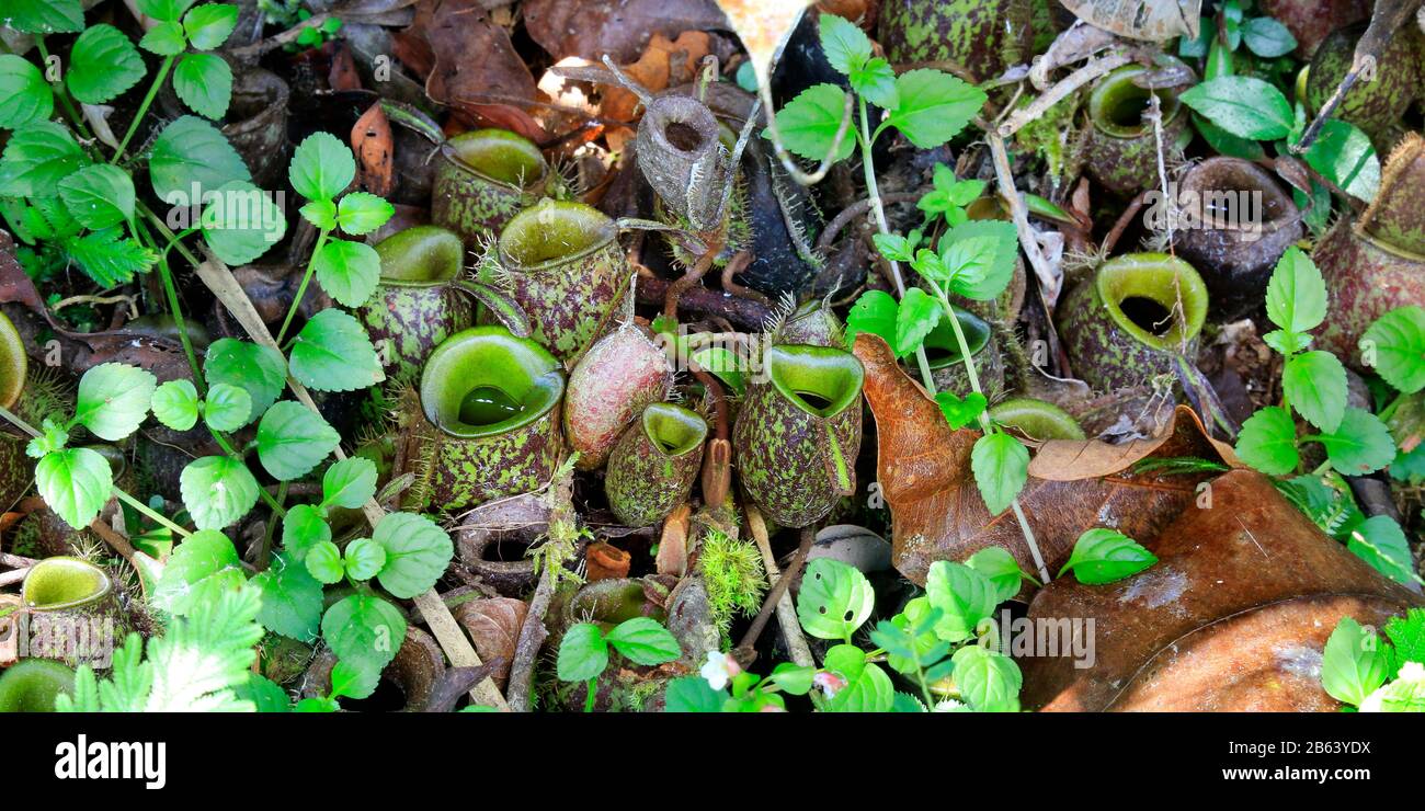Red Nepenthes Carnivorous Pitcher Plant High Resolution Stock ...