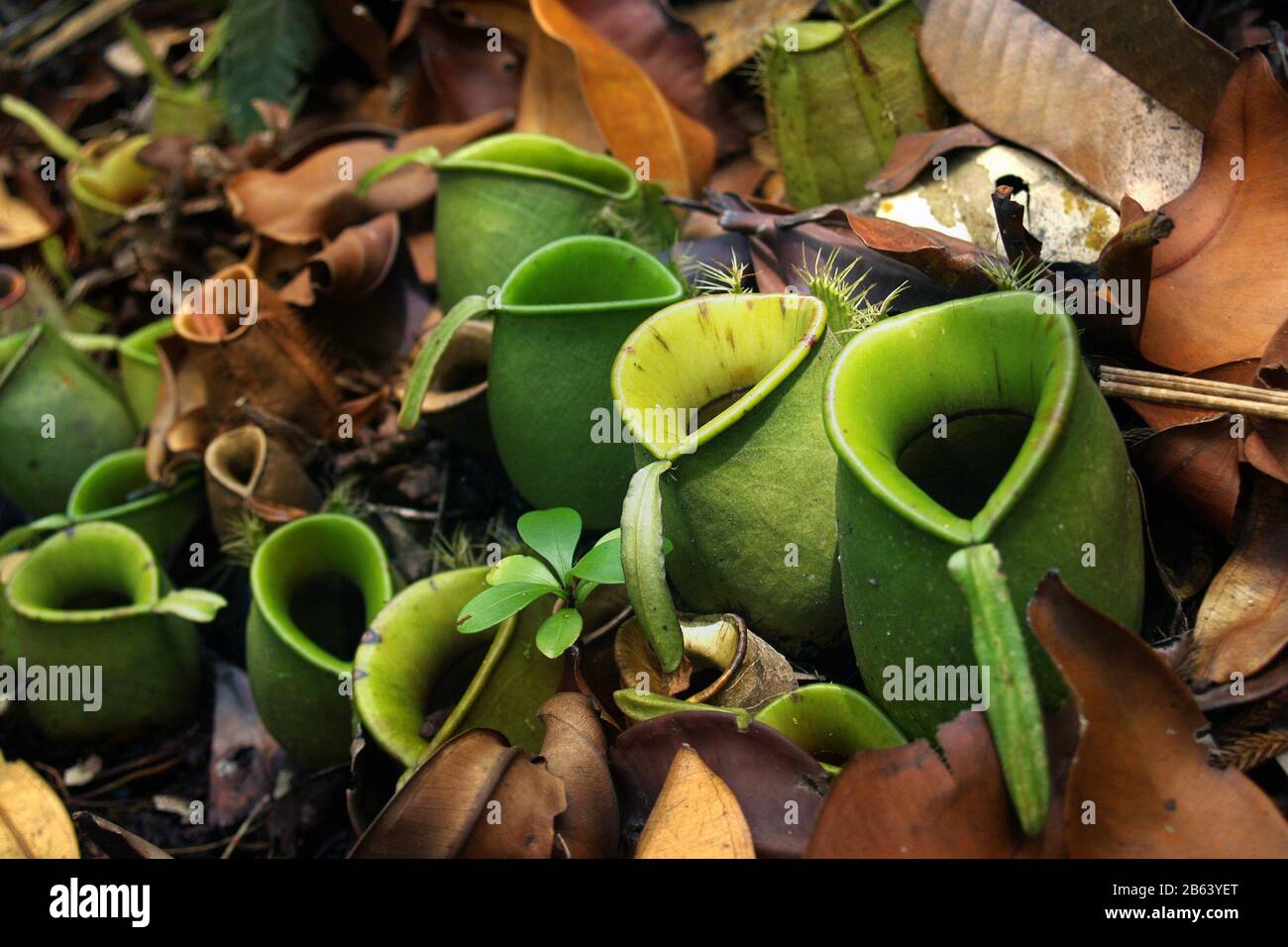 Pitcher ,carnivorous plant,Nepenthes, in the rain forest Stock Photo ...