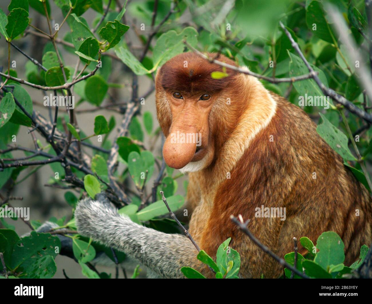 proboscis monkey in tree, in rainforest of Malaysia Stock Photo - Alamy