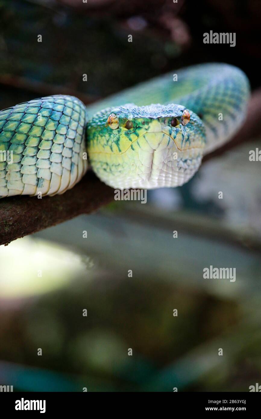 Head of green viper in a tree in the rainforest Stock Photo - Alamy
