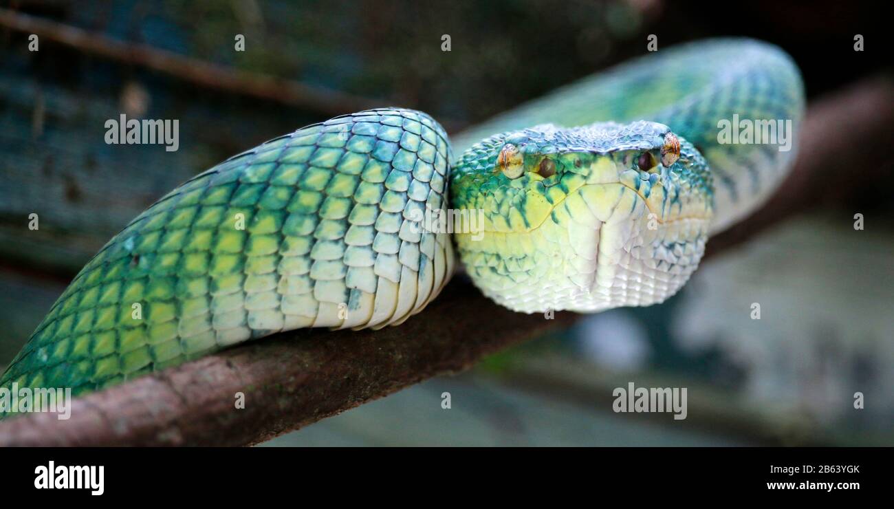 Head of green viper in a tree in the rainforest Stock Photo - Alamy