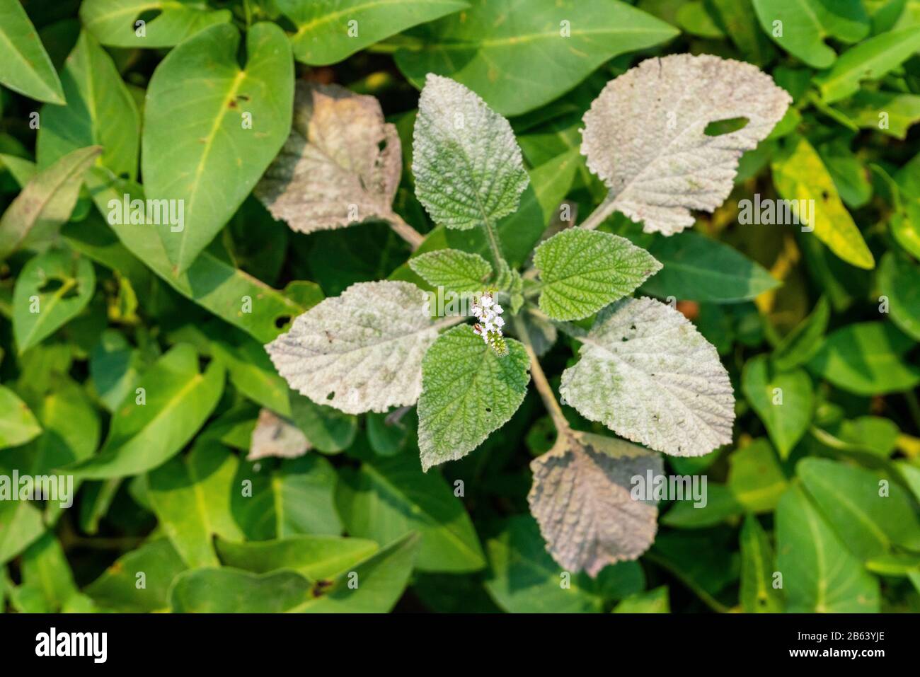 Powdery mildew, a garden fungus disease, on green leaves Stock Photo ...