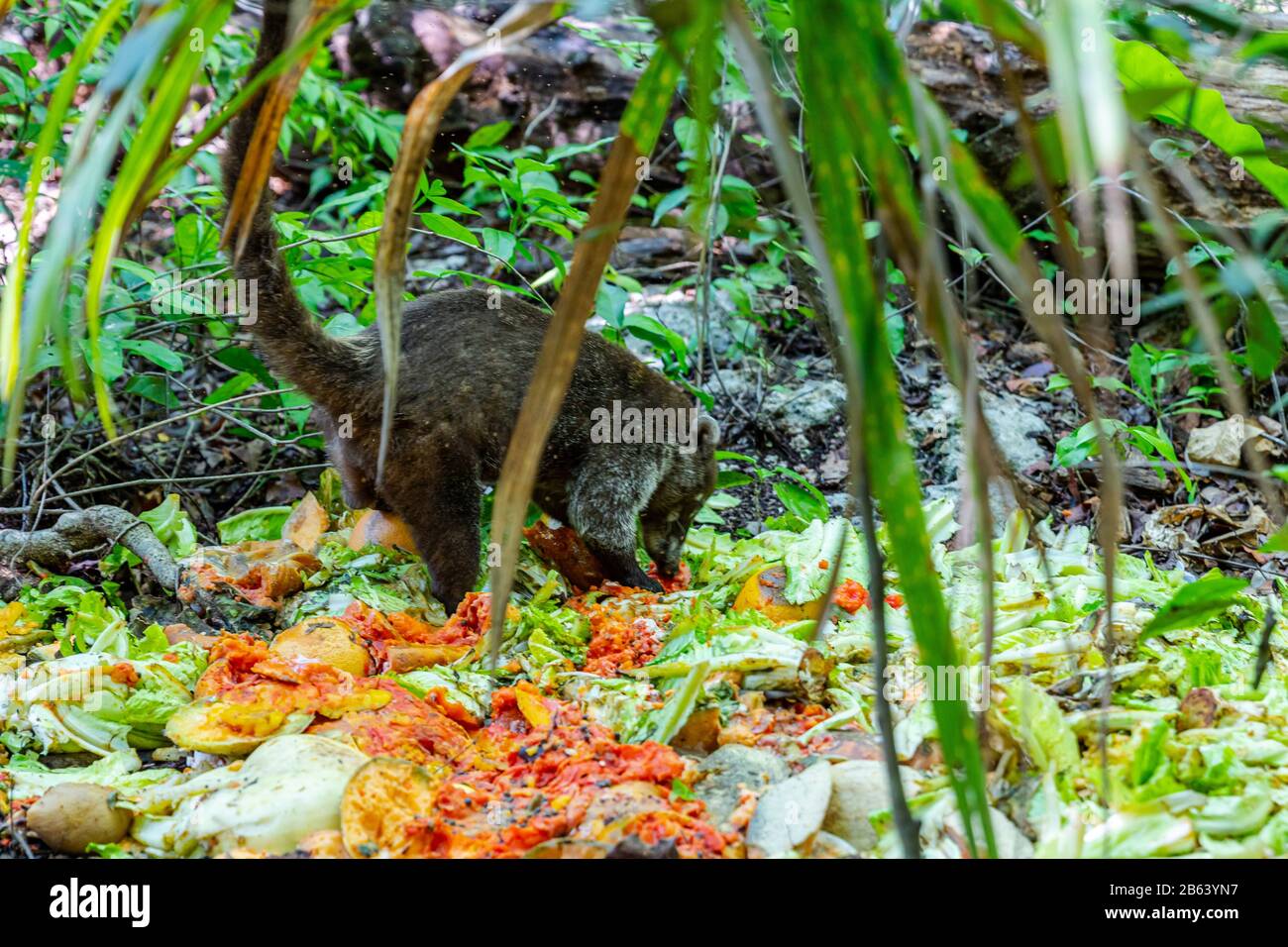 A Coati is seen eating in an area near the forest on September 27, 2019 ...