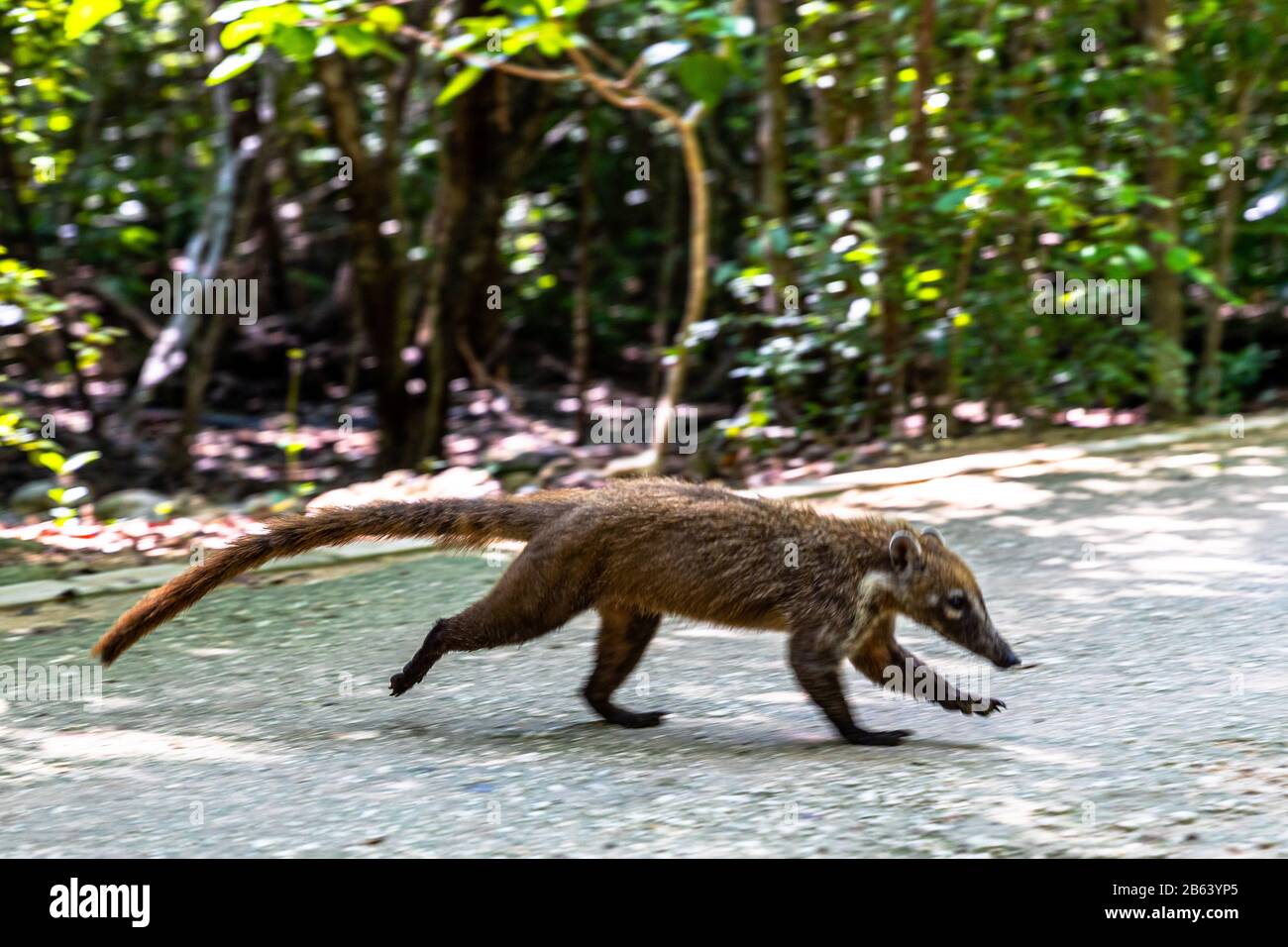 A Coati is seen eating in an area near the forest on September 27, 2019 ...