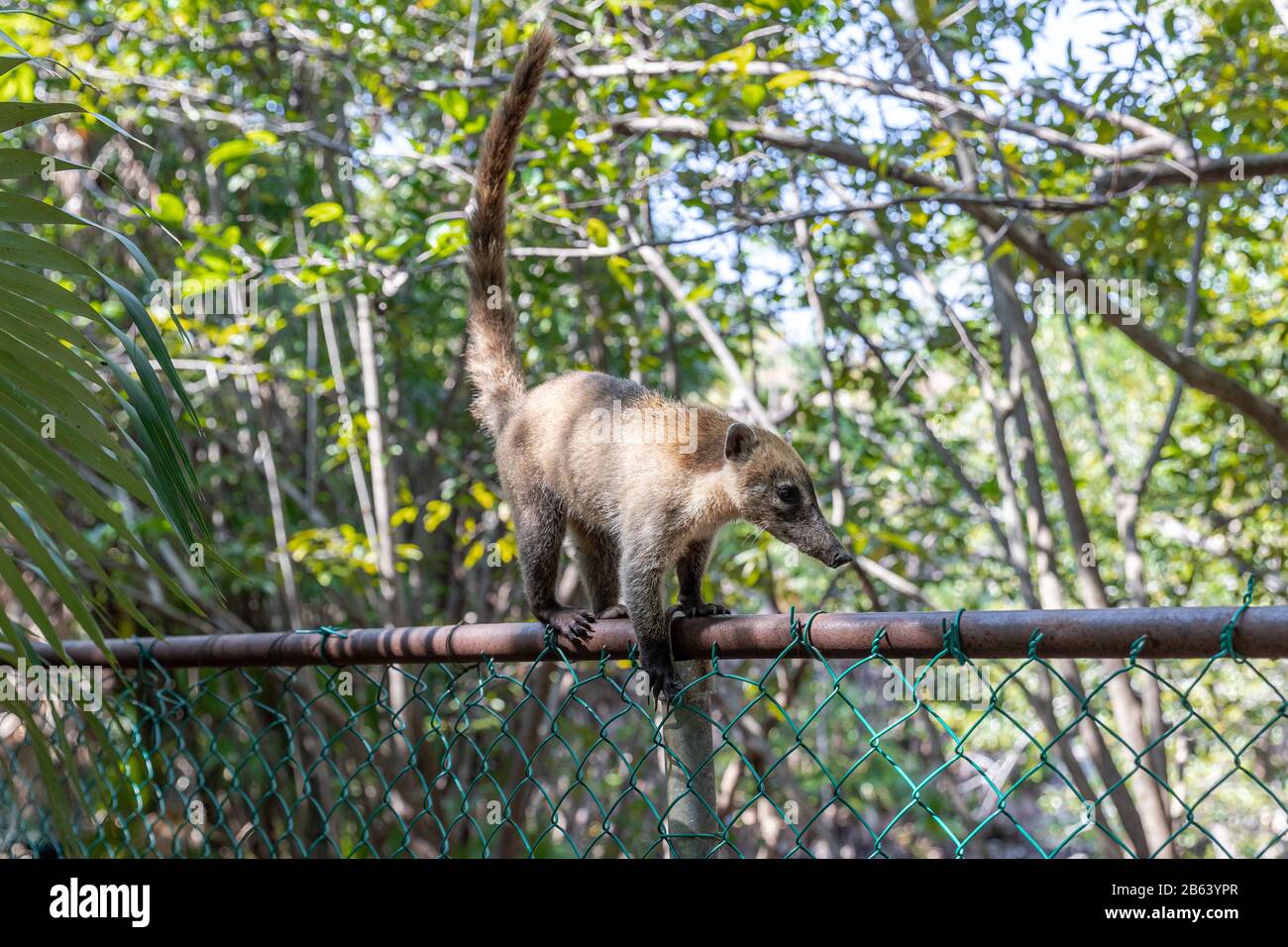 Coatis mexico hi-res stock photography and images - Alamy