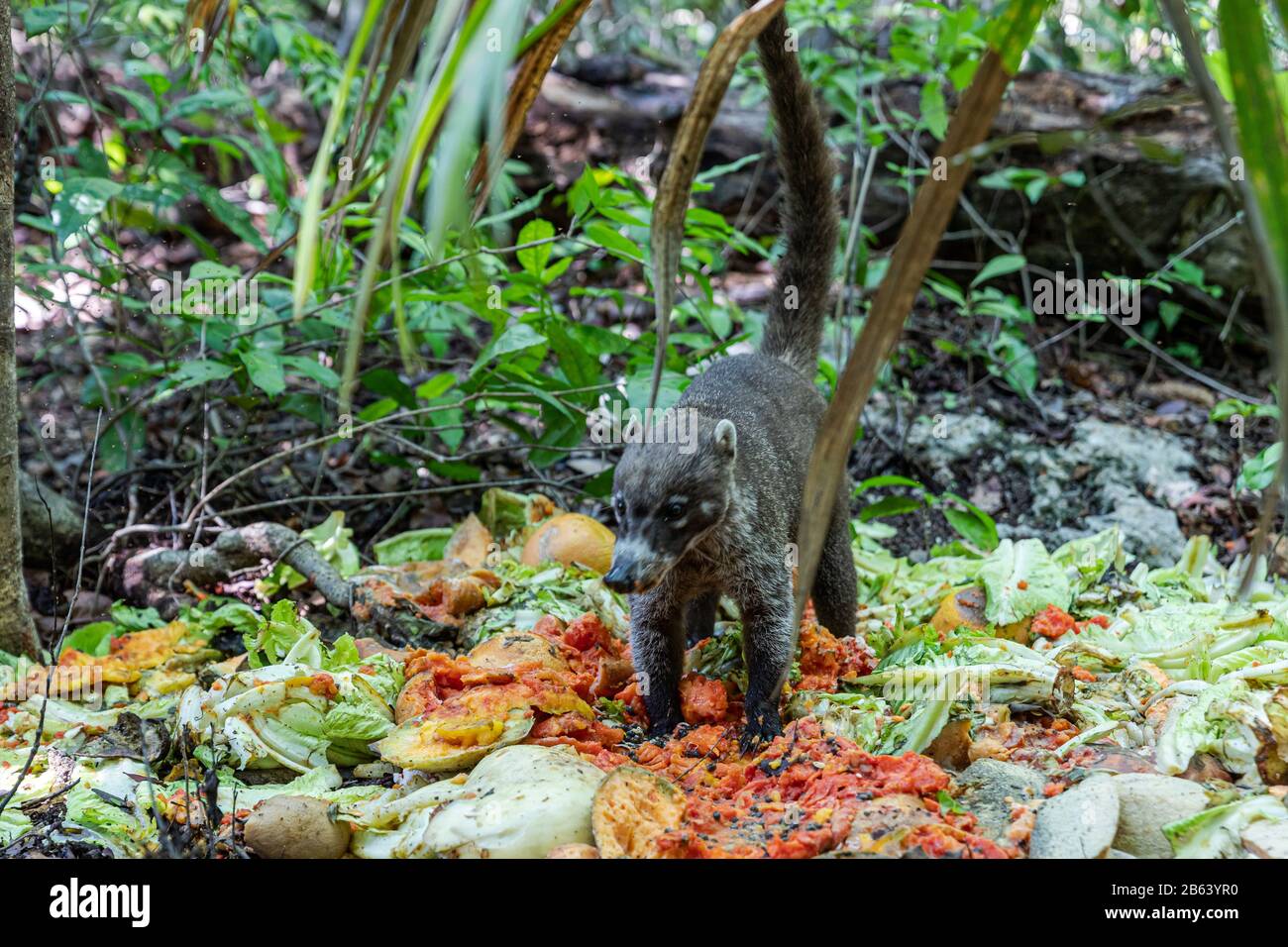 A Coati is seen eating in an area near the forest on September 27, 2019 ...