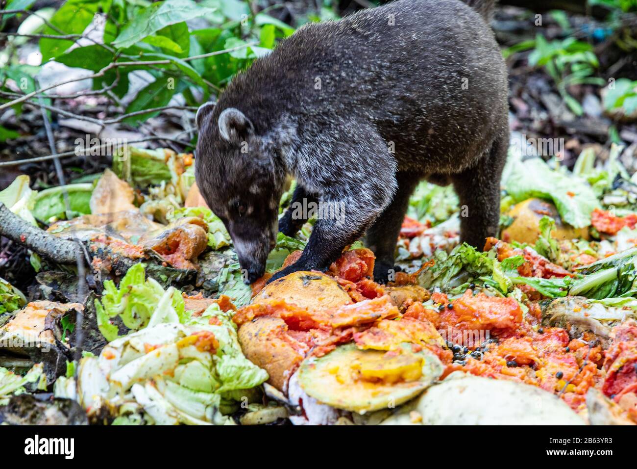 Coatis mexico hi-res stock photography and images - Alamy