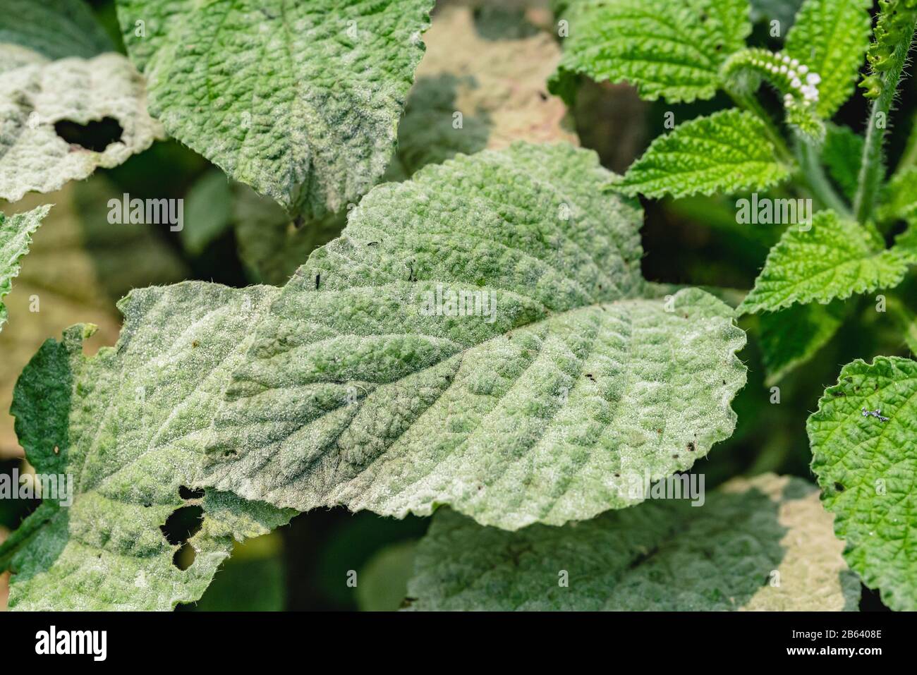 Powdery mildew, a garden fungus disease, on green leaves Stock Photo ...