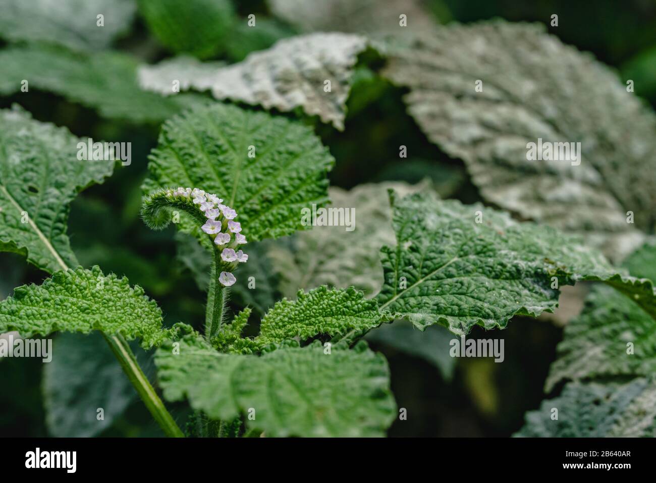 Powdery mildew, a garden fungus disease, on green leaves Stock Photo ...
