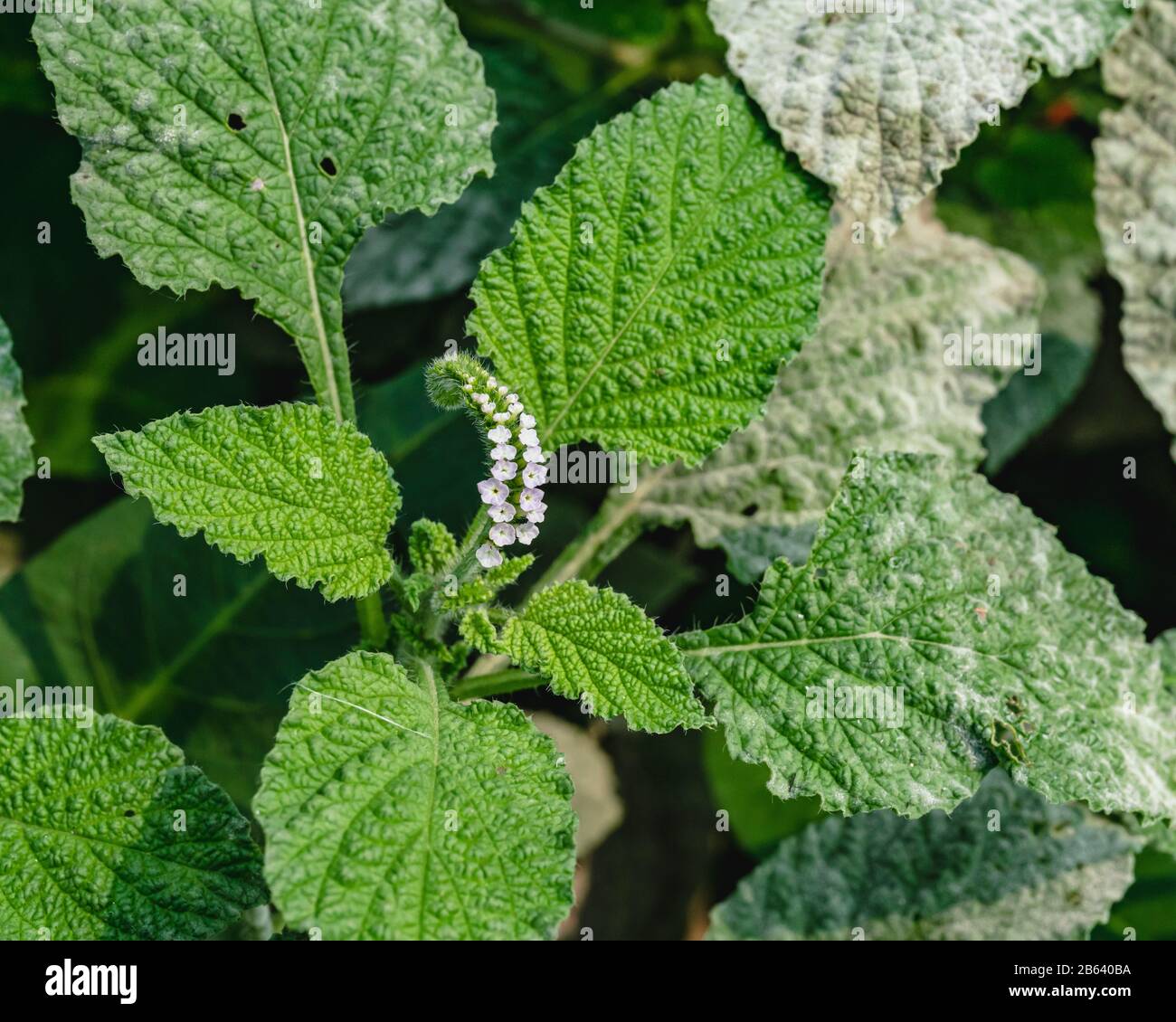 Powdery mildew, a garden fungus disease, on green leaves Stock Photo ...