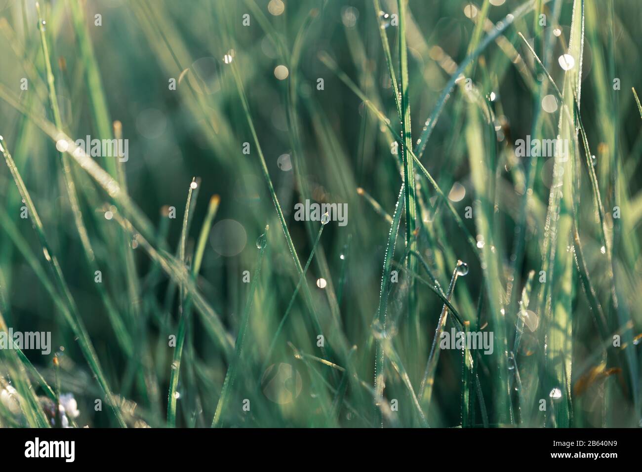 Lawn grass in the sunlight. Close-up. Morning dew. Fresh green grass ...
