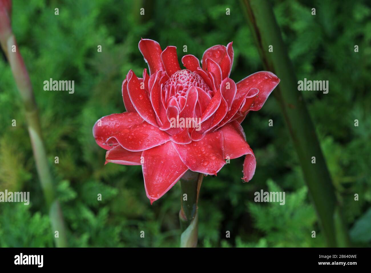 Inflorescence Lily High Resolution Stock Photography and Images - Alamy