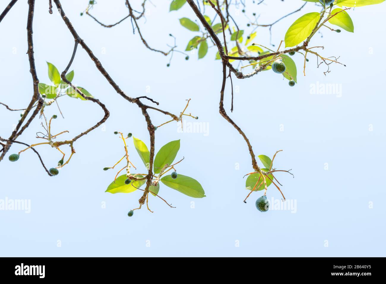 Fruiting avocado hi-res stock photography and images - Alamy