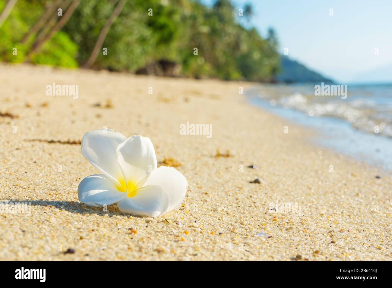 White tropical frangipani flower on a deserted beach. Paradise tropical island oceanfront Stock ...