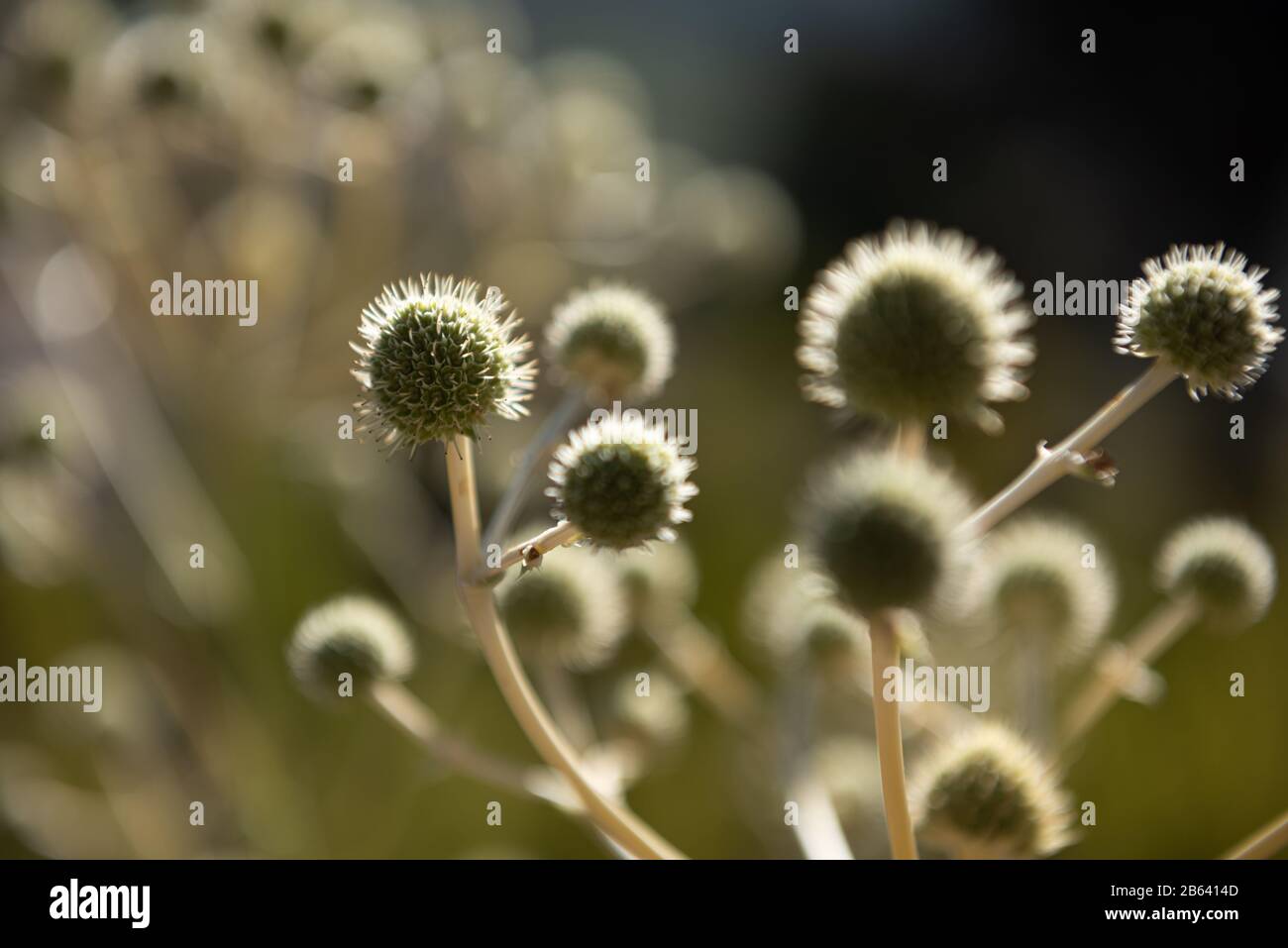 it´s a thistle flower shown as a winner Stock Photo - Alamy