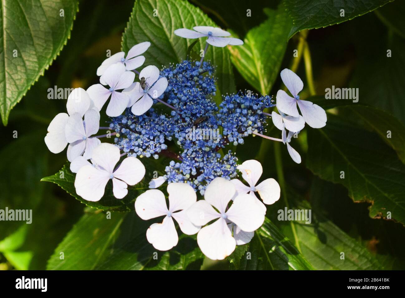 Blue hortensia flowers, , big open bush Stock Photo - Alamy