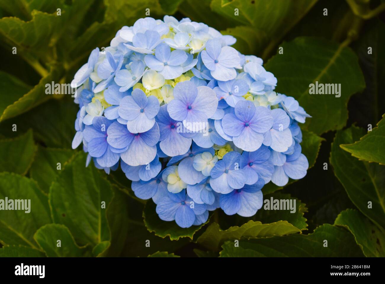 Hortensia frame hi-res stock photography and images - Alamy