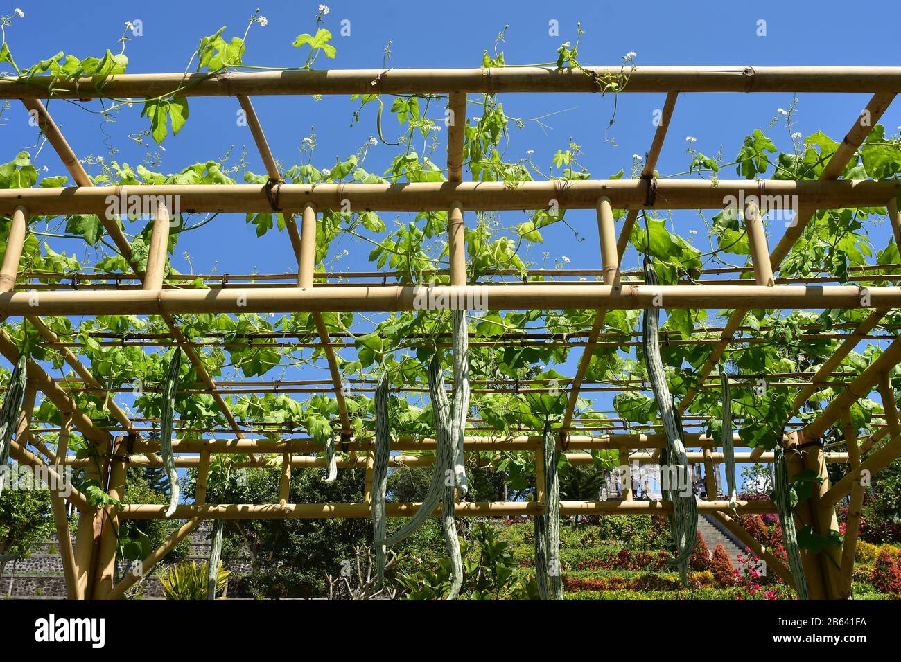 Vegetable garden with bamboo structures on premises of Ujung Water ...