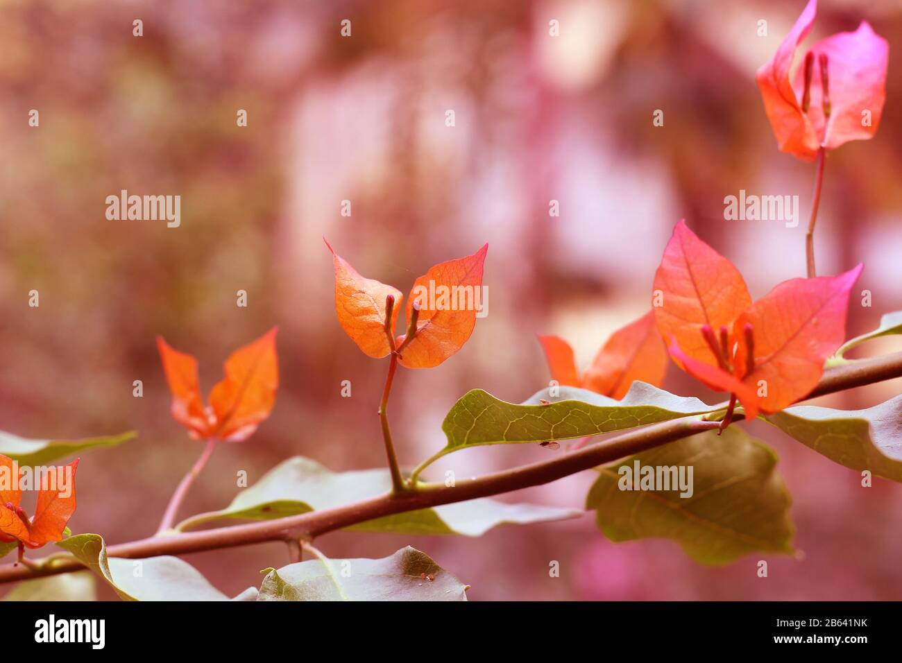 gate fowler in bangladesh Stock Photo - Alamy