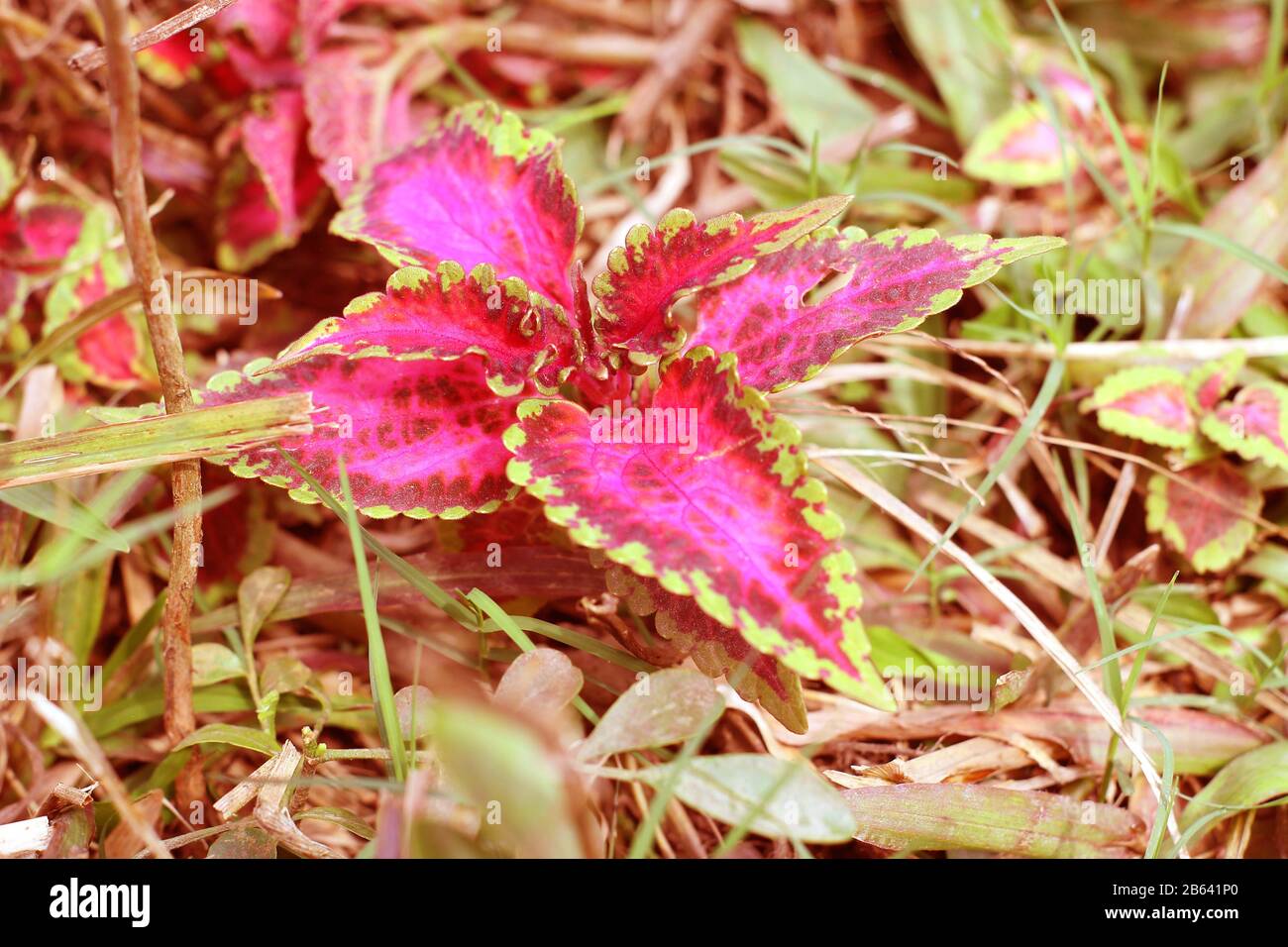 Good red fowler hi-res stock photography and images - Alamy