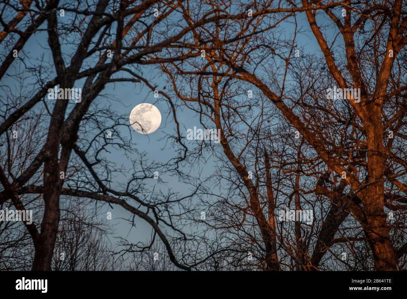 Full moon through bare tree limbs at dusk Stock Photo - Alamy