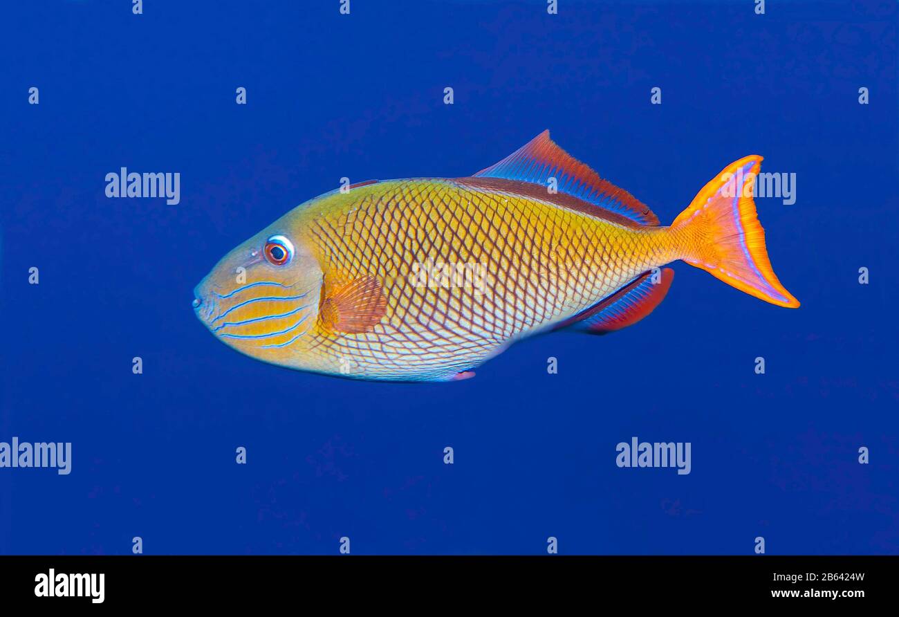 Female redtail triggerfish on solid blue background (Xanthichthys mento ...