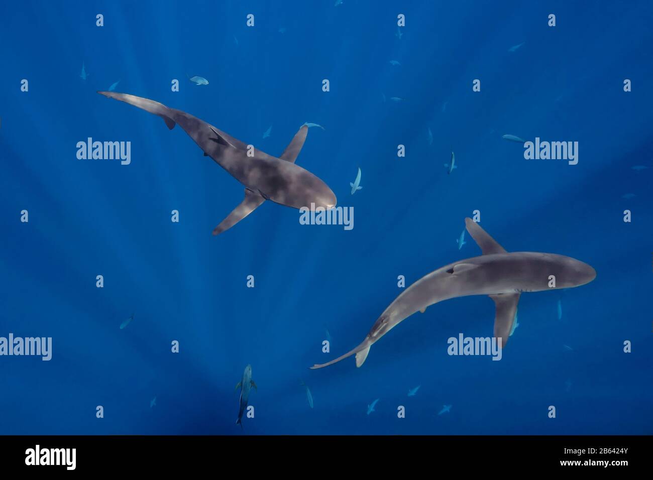Shark circling hi-res stock photography and images - Alamy