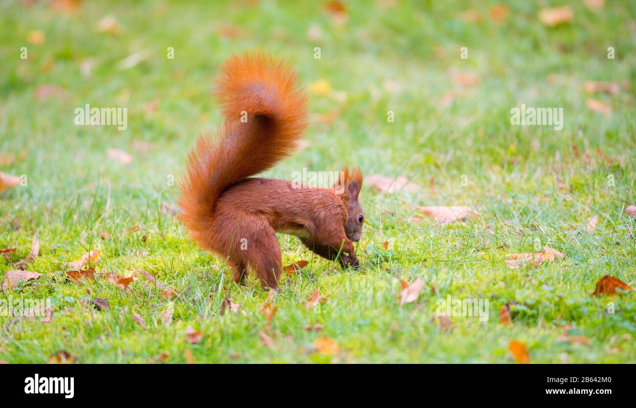 Eurasian red squirrel sciurus vulgaris digging in in the moss hi-res ...