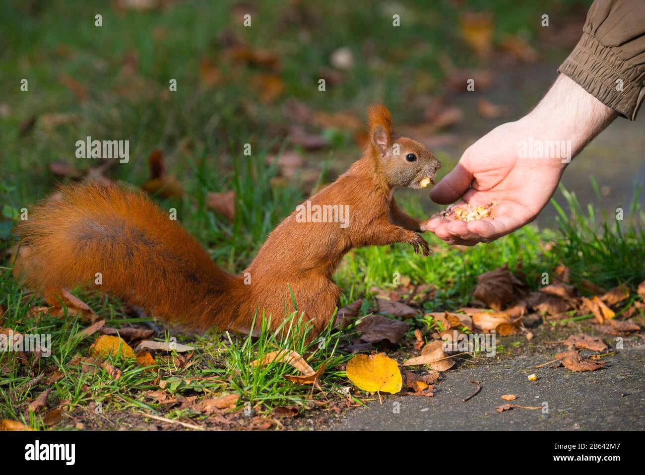 Eurasian red squirrel (Sciurus vulgaris), is fed by man, cemetery ...