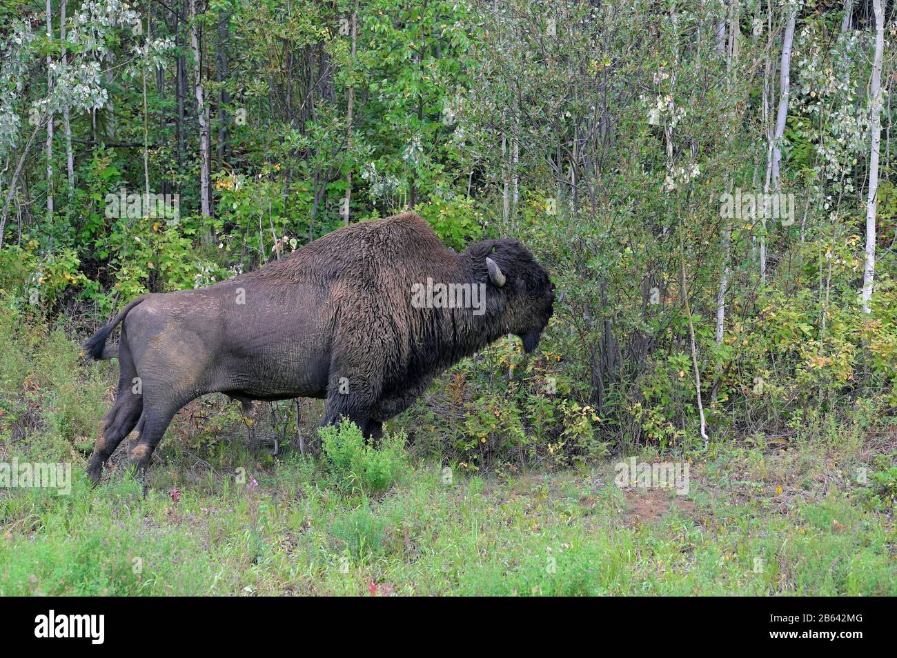 North American Wood bison (Bison bison athabascae), male, standing at ...