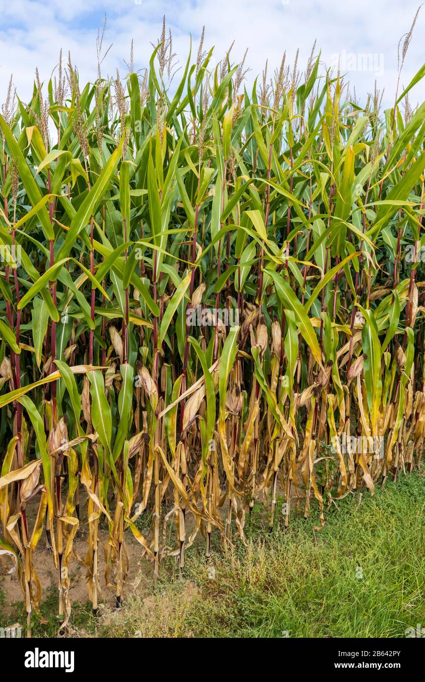 Cornfeld (Zea mays) Baden-Wuerttemberg, Germany Stock Photo - Alamy