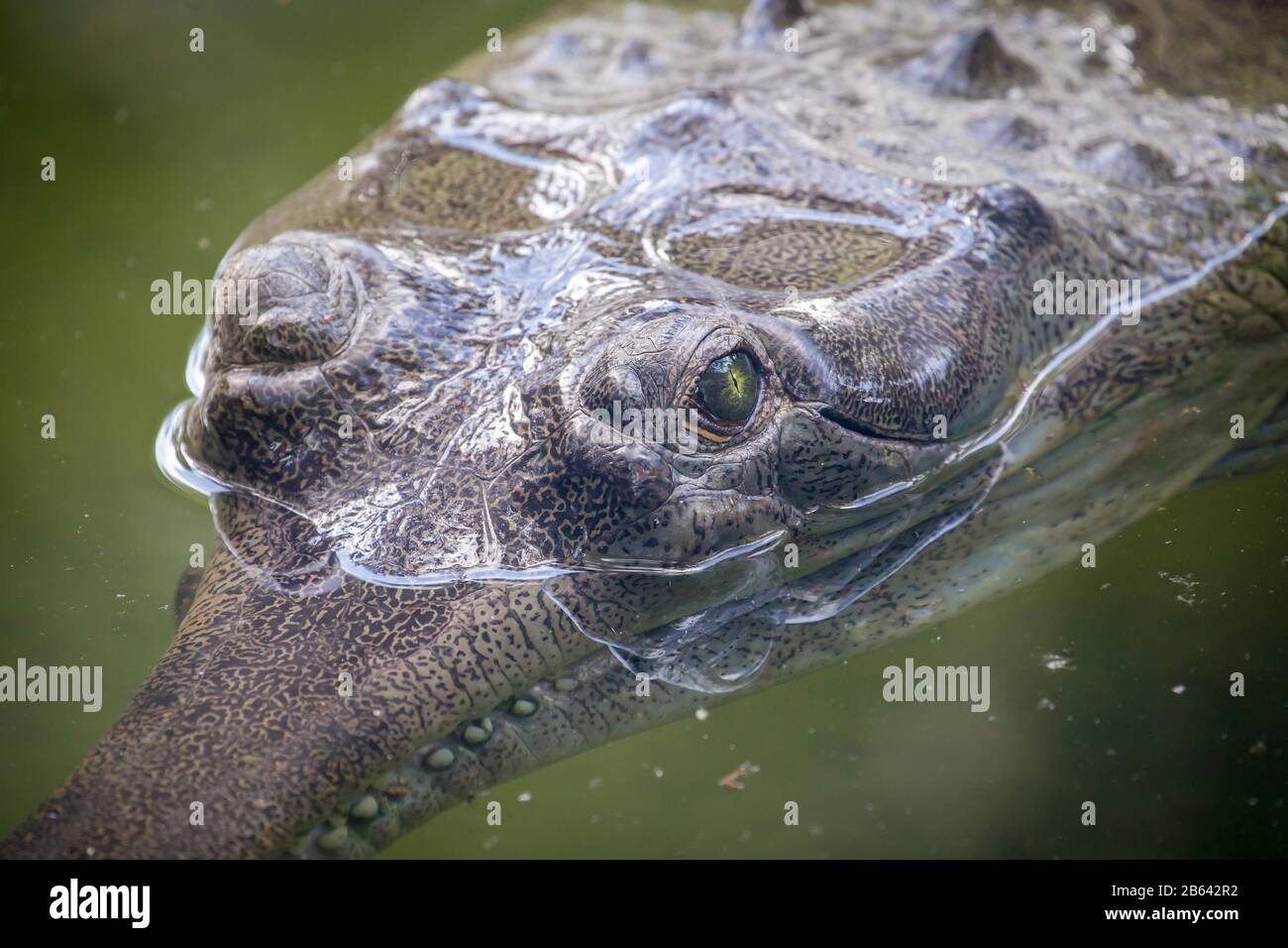 Gharial (Gavialis gangeticus) in water, portrait, captive, St ...