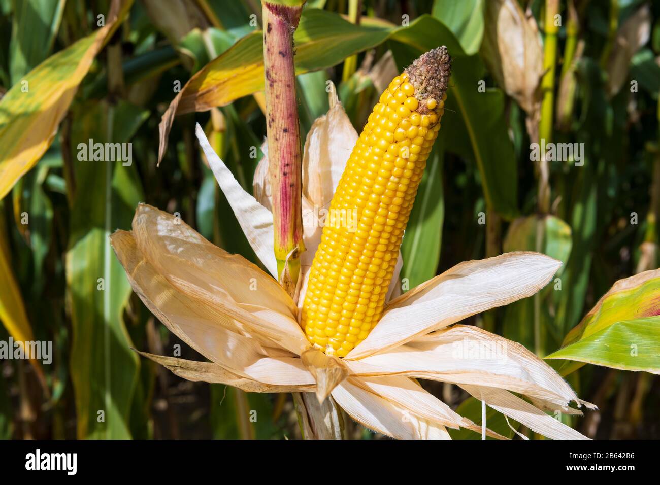 Corn field, piston (Zea mays) Baden-Wuerttemberg, Germany Stock Photo ...