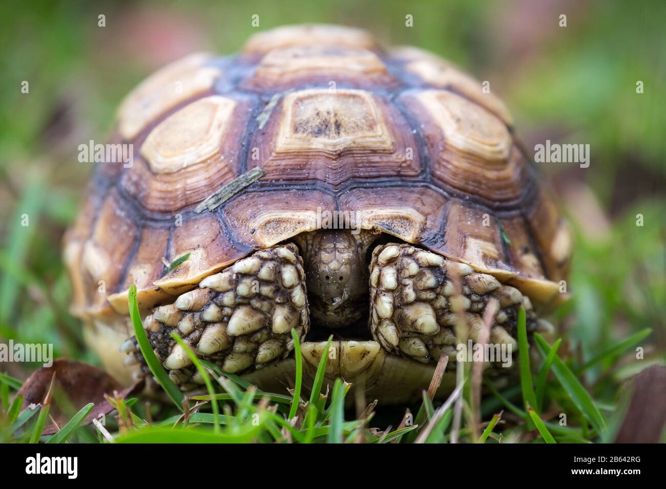 Gopher tortoise (Gopherus Polyphemus) in the grass, front view ...