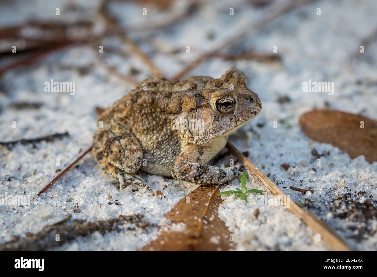 Oak toad (Anaxyrus Quercicus) sitting on sandy forest floor, Hortense ...