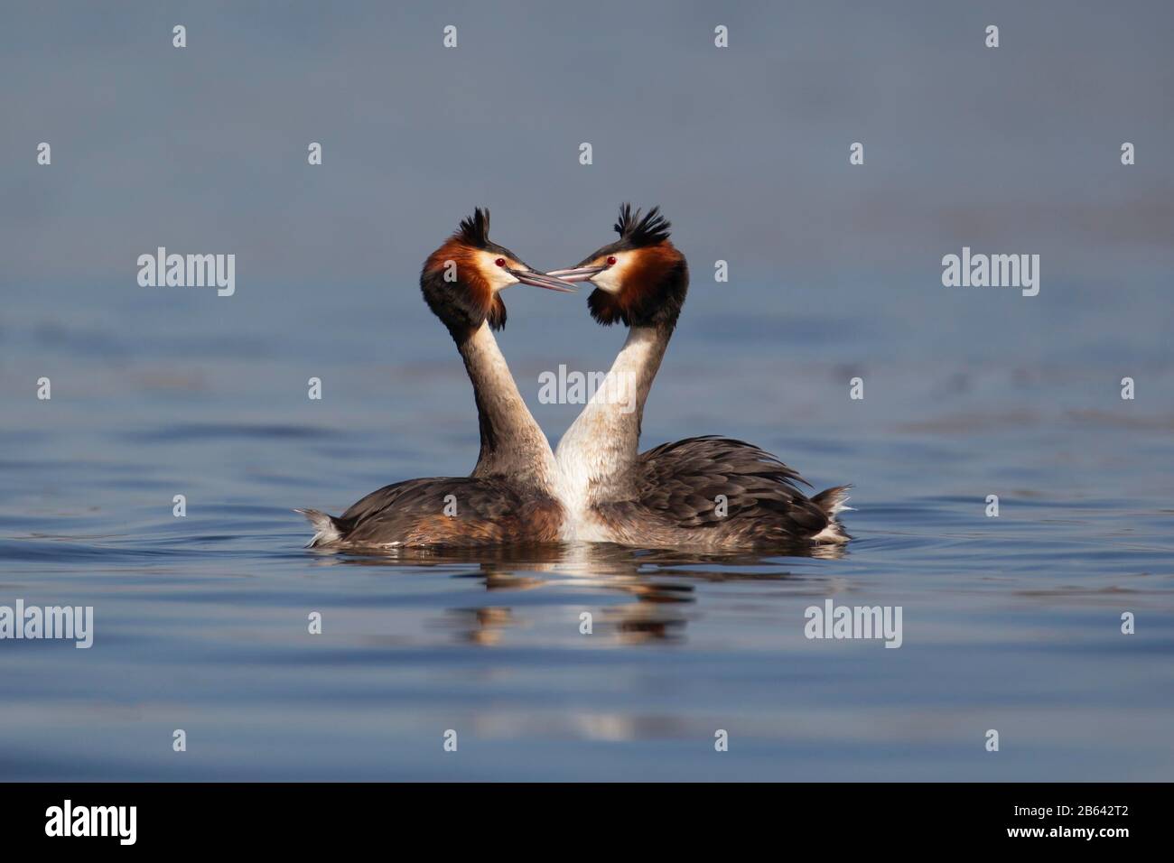 Great crested grebe (Podiceps cristatus) two adult birds performing ...