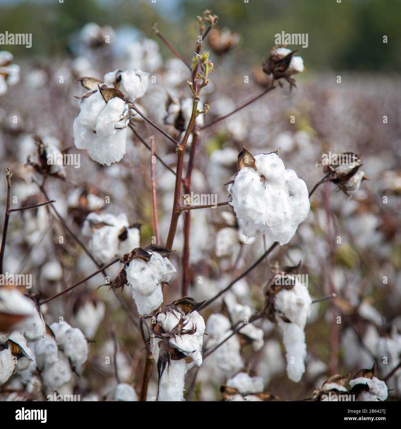 Hortense georgia hi-res stock photography and images - Alamy