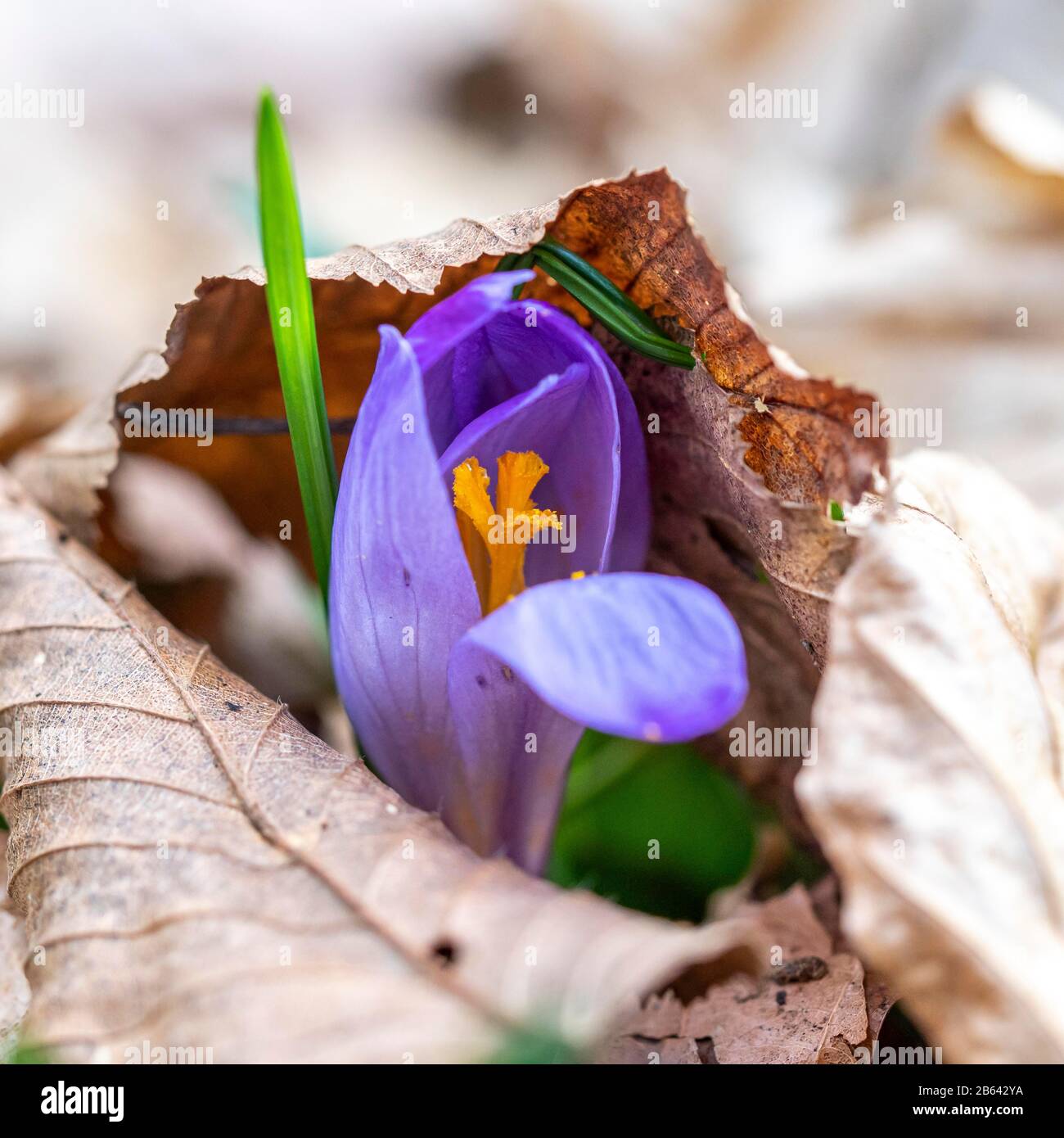 Crocus (Crocus) squeezes through dry leaves, Styria, Austria Stock ...